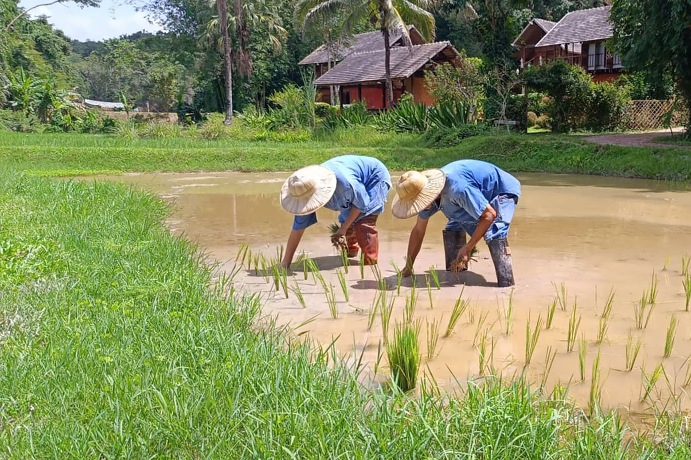 Chiang Rai: Immersive Farm Stay in the Chiang Rai Countryside