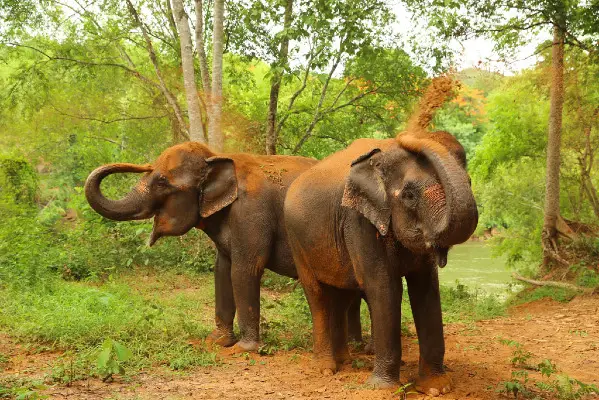 Elephant Haven